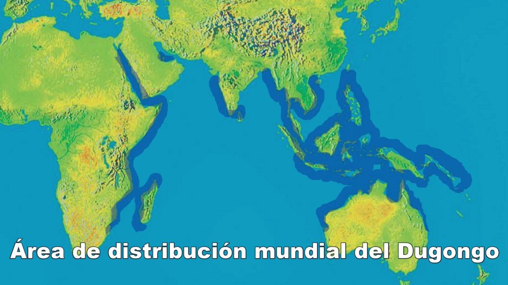 ¿SABES QUE ES UN DUGONGO? | Bioimatge